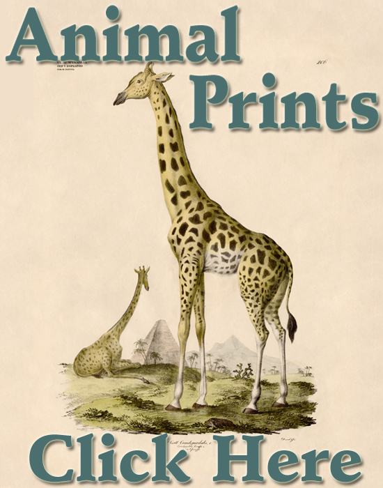 ANTIQUE PRINTS : Nostalgia Fine Art - Antique Prints - Giclee Prints ...