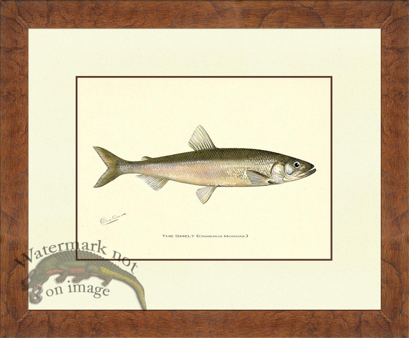 Smelt [Smelt] - $45.00 : Nostalgia Fine Art , Antique Prints - Giclee ...