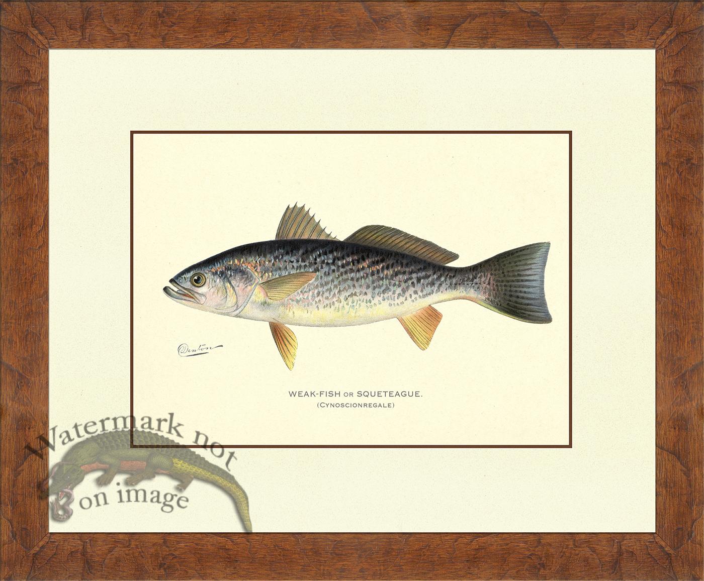 Weak Fish or Squeteague [Weak Fish or Squeteague] - $45.00 : Nostalgia ...